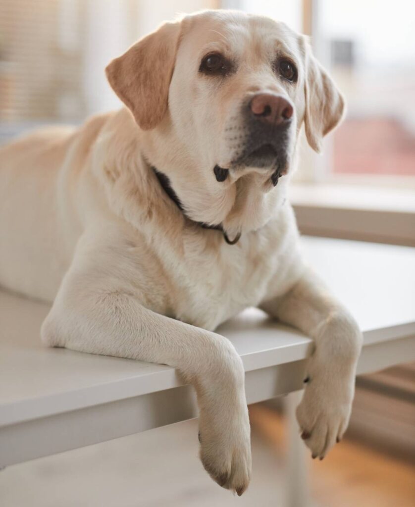 Pet X-rays Chesapeake, Virginia Beach | MyVet