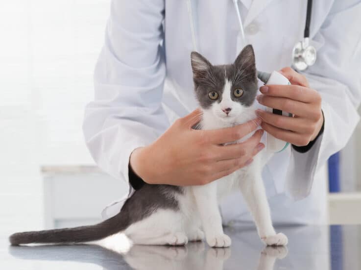 Veterinarian Chesapeake, Virginia Beach | MyVet